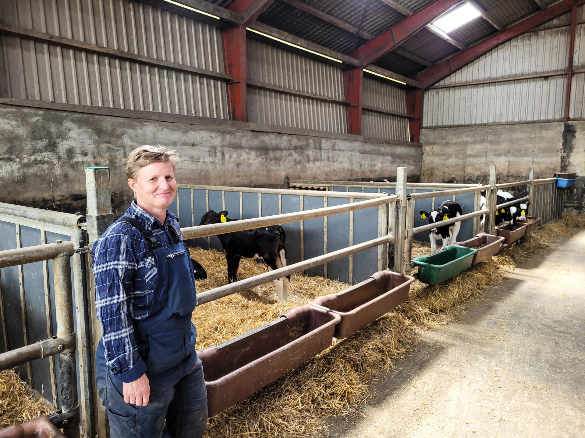 Sådan passer højtydende besætninger kalve | Maskinbladet