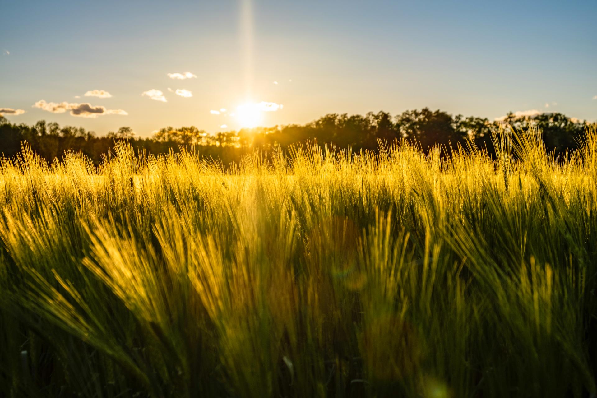 Professionel ledelse er vejen frem for moderne landbrug | Maskinbladet