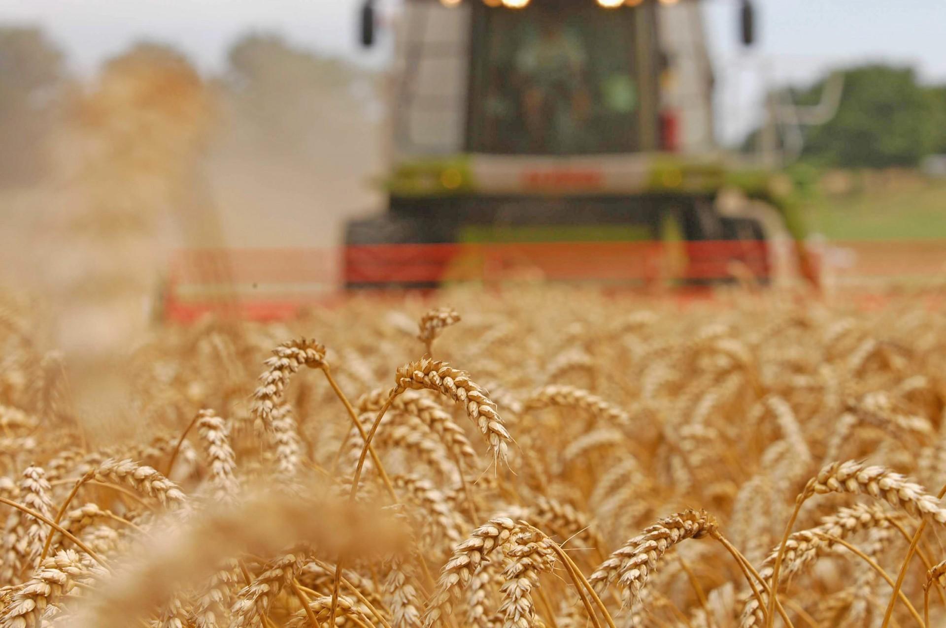 Nyt korn kræver ny foderplan | Maskinbladet